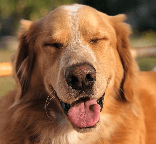 Available Dogs – Road to Freedom Rescue