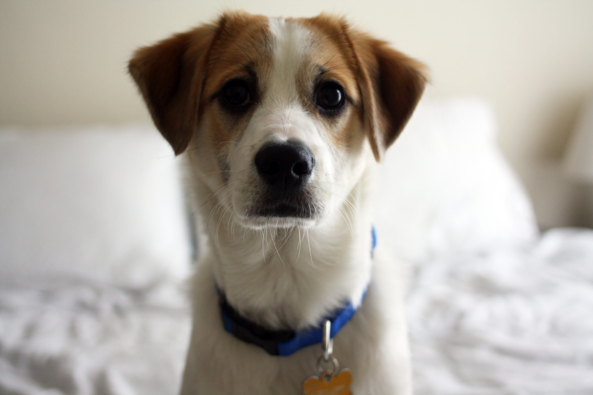 Contact – Road to Freedom Rescue