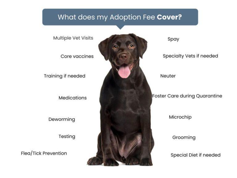 Adoption Fees – Road to Freedom Rescue